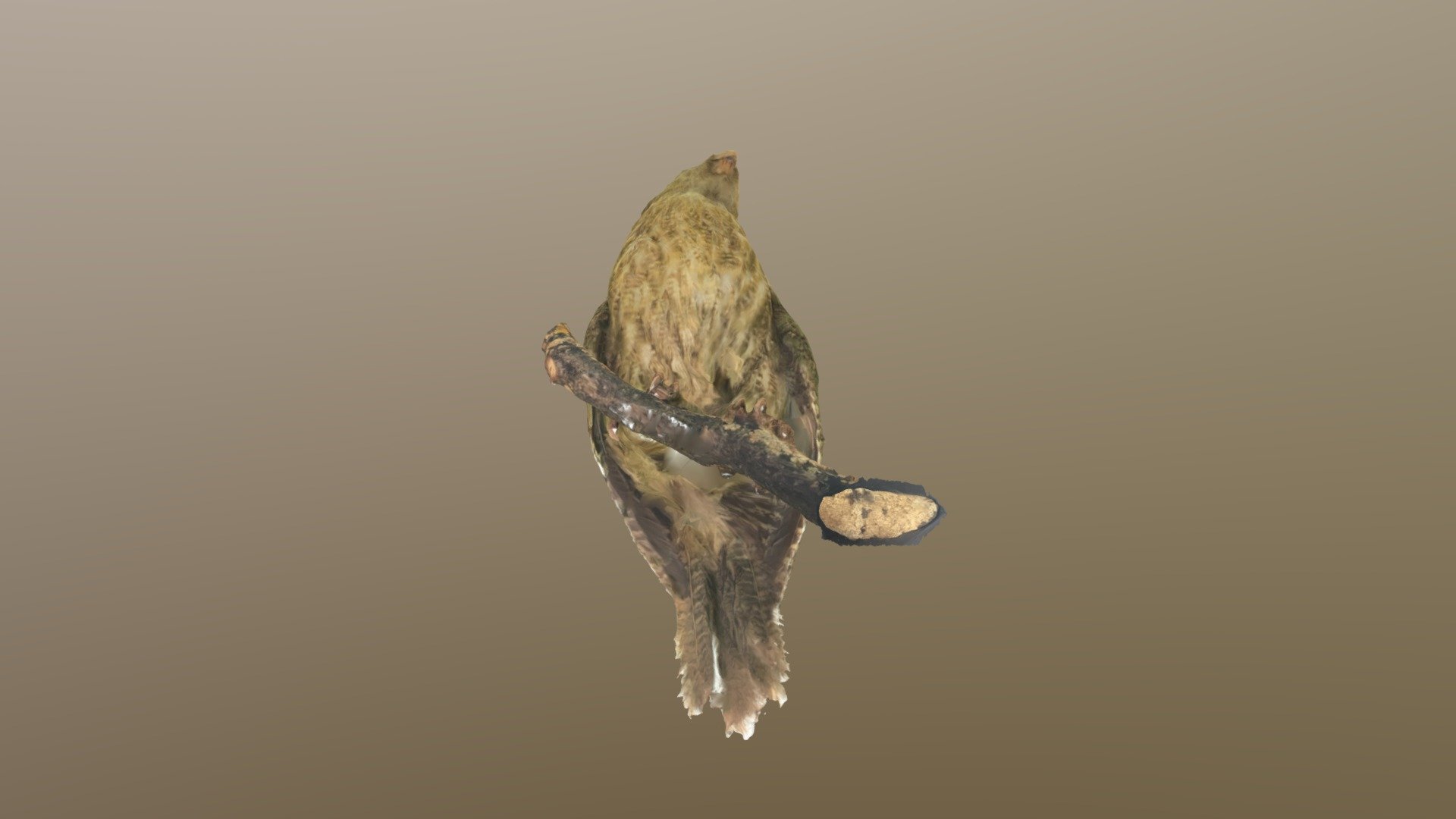 Kakapo - Download Free 3D model by emen638 [7cbe3d9] - Sketchfab