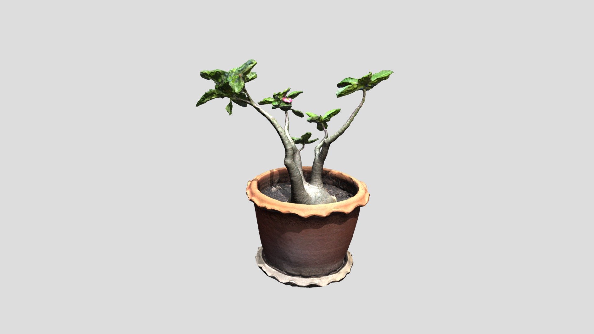 draft Plant - 3D model by taromb [7cc00de] - Sketchfab
