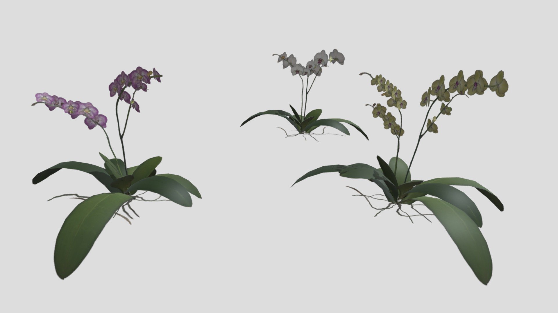 orchid - Download Free 3D model by peachybunny [7cc35e3] - Sketchfab