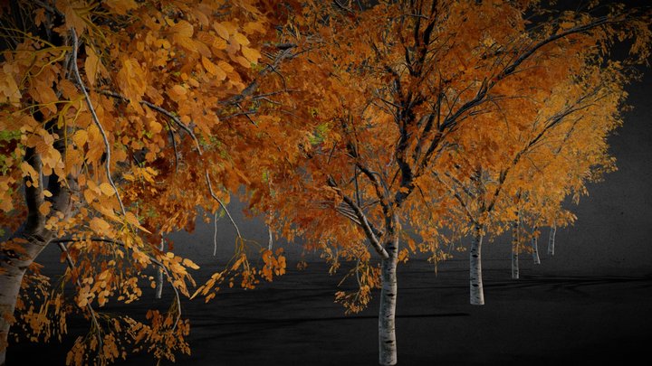 Autumn-tree 3D models - Sketchfab