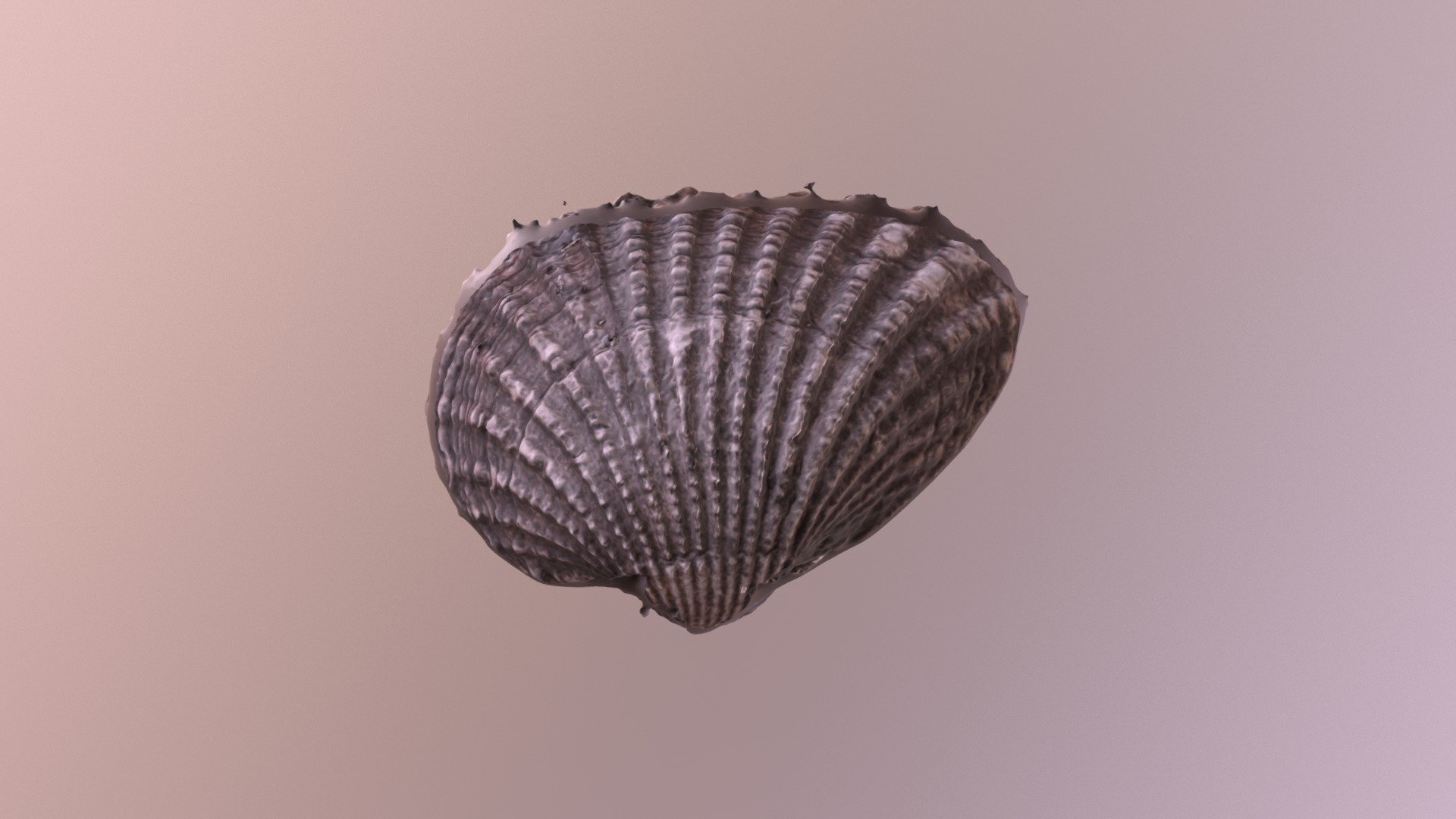 Shell - 3D model by Patrick_Giang [7cc8c58] - Sketchfab