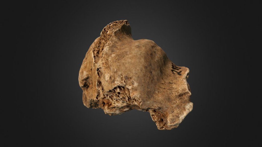 Unidentified Bone Fragment Take 2 - 3D model by Abby Gancz (@agancz ...