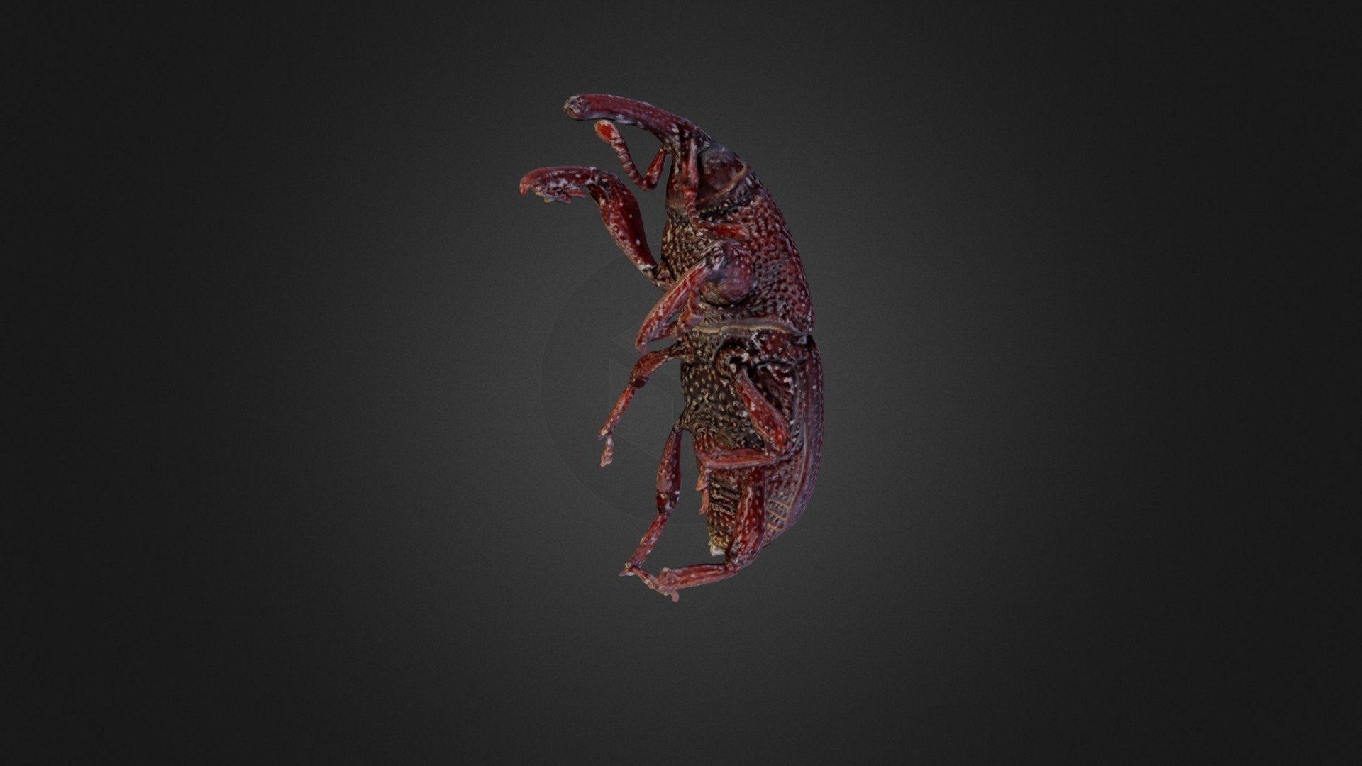 Granary Weevil - 3D model by sciencebydoing [7cd65b5] - Sketchfab
