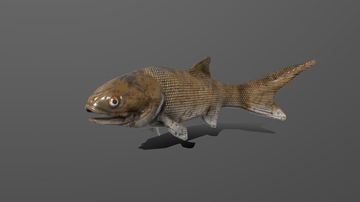 Devonian 3D models - Sketchfab