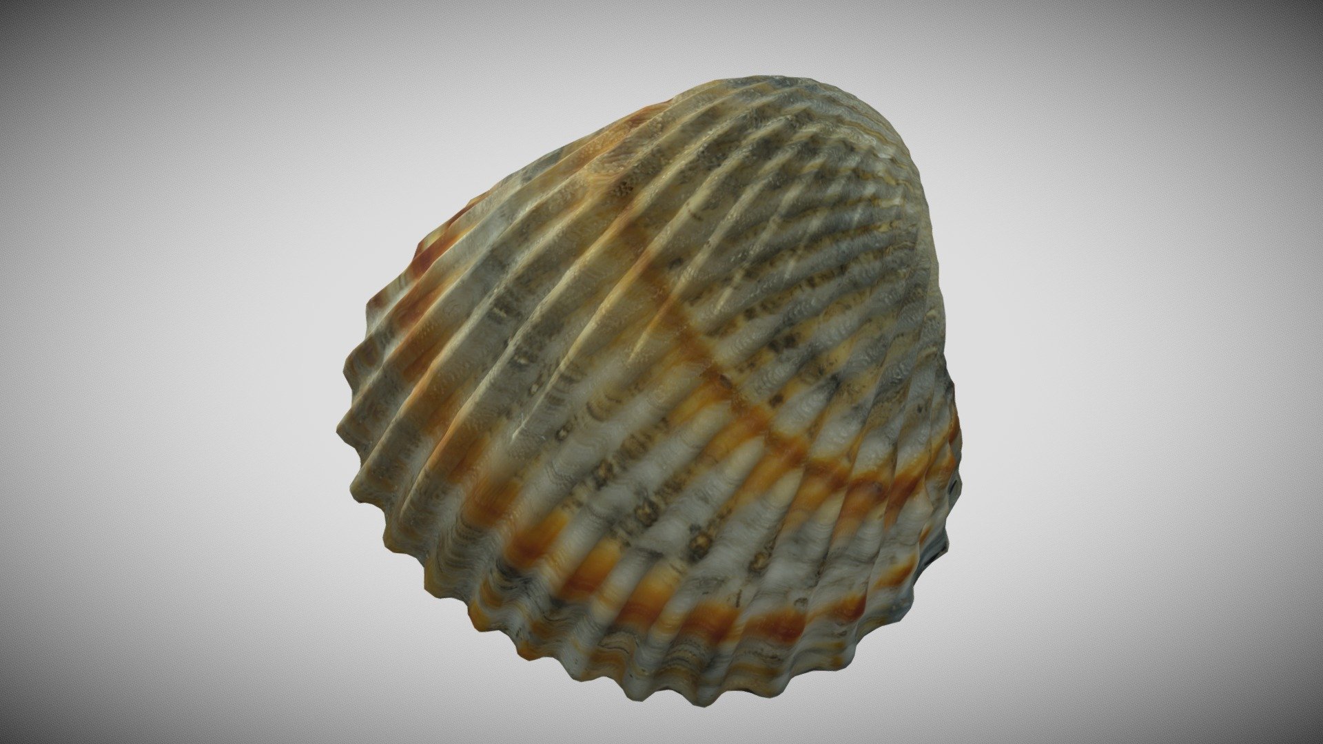 Seashell - Download Free 3D model by stylesuxx [7cdad46] - Sketchfab