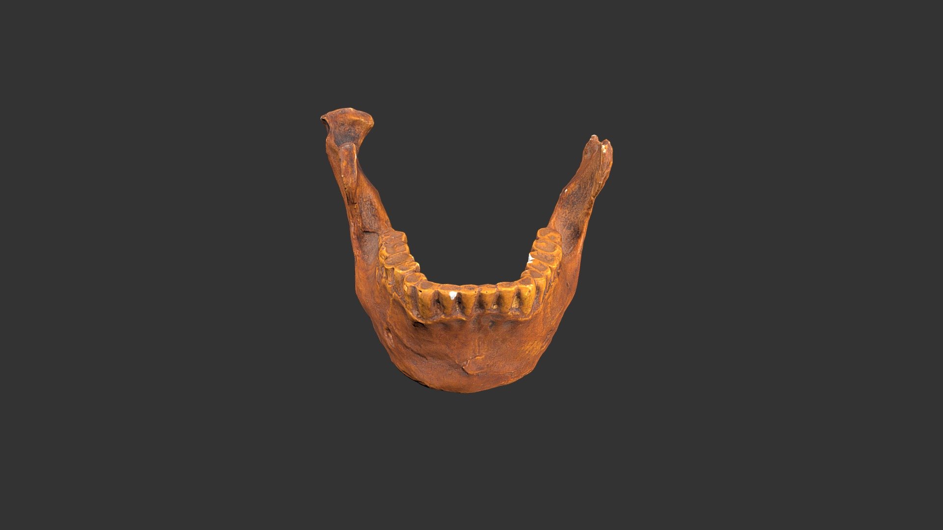 Homo neanderthalensis (Tabun 2) (1979rp33) - Download Free 3D model by ...