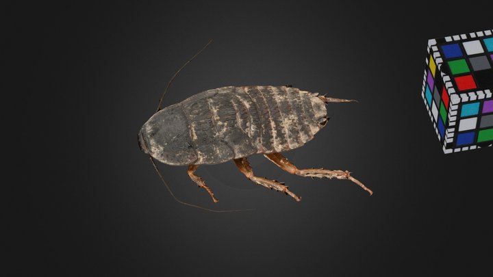 Cockroach 3D models - Sketchfab
