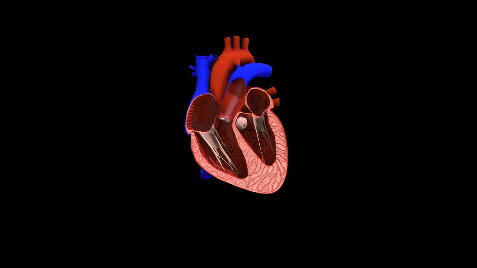 Beating heart - 3D model by avi2001raj [7ceaee4] - Sketchfab