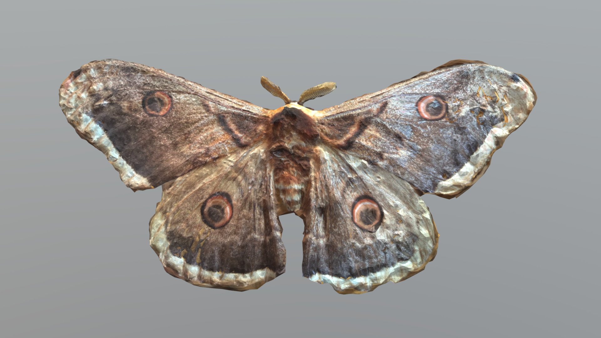papillon Grand paon mâle - Download Free 3D model by Tavernier Amaury ...