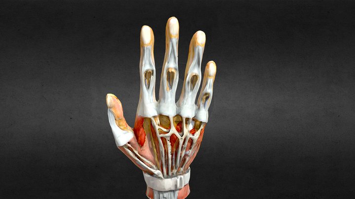 Finger 3D models - Sketchfab