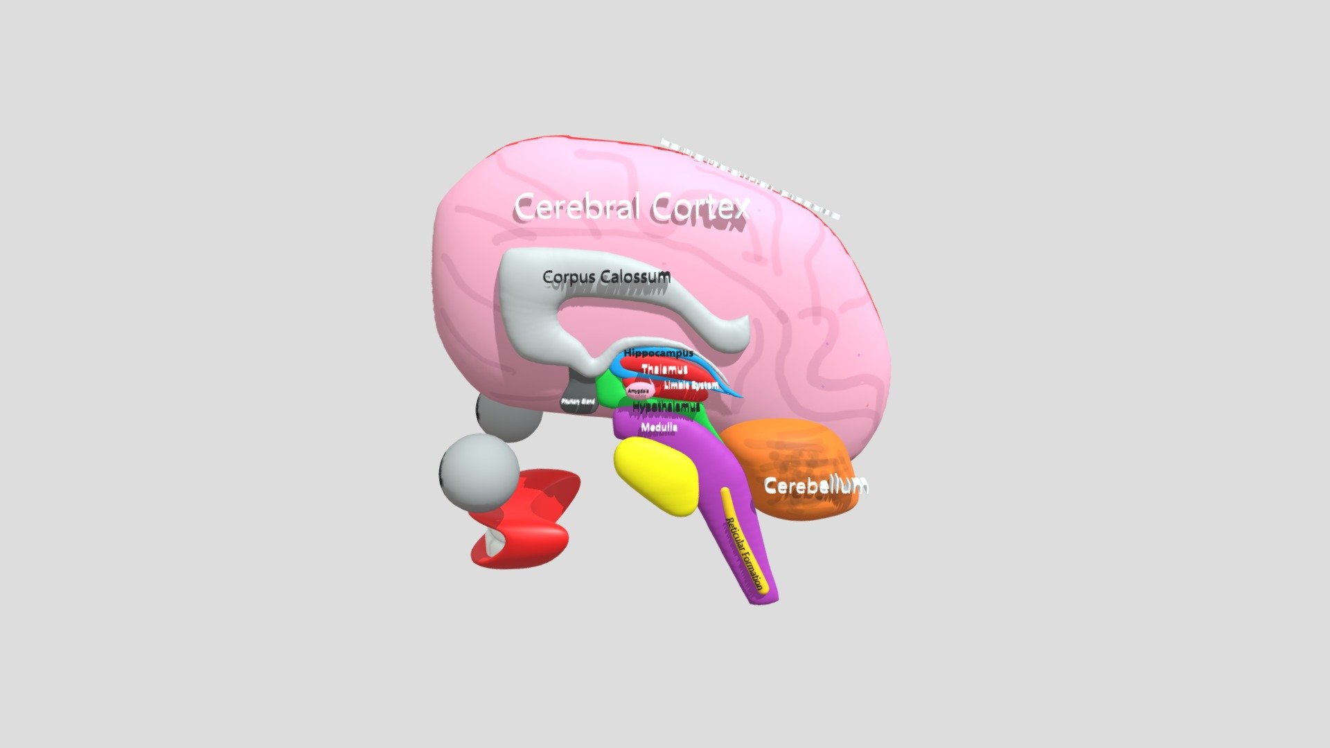 Brain - 3D model by Andrew W (@Doc_render) [7cede76] - Sketchfab