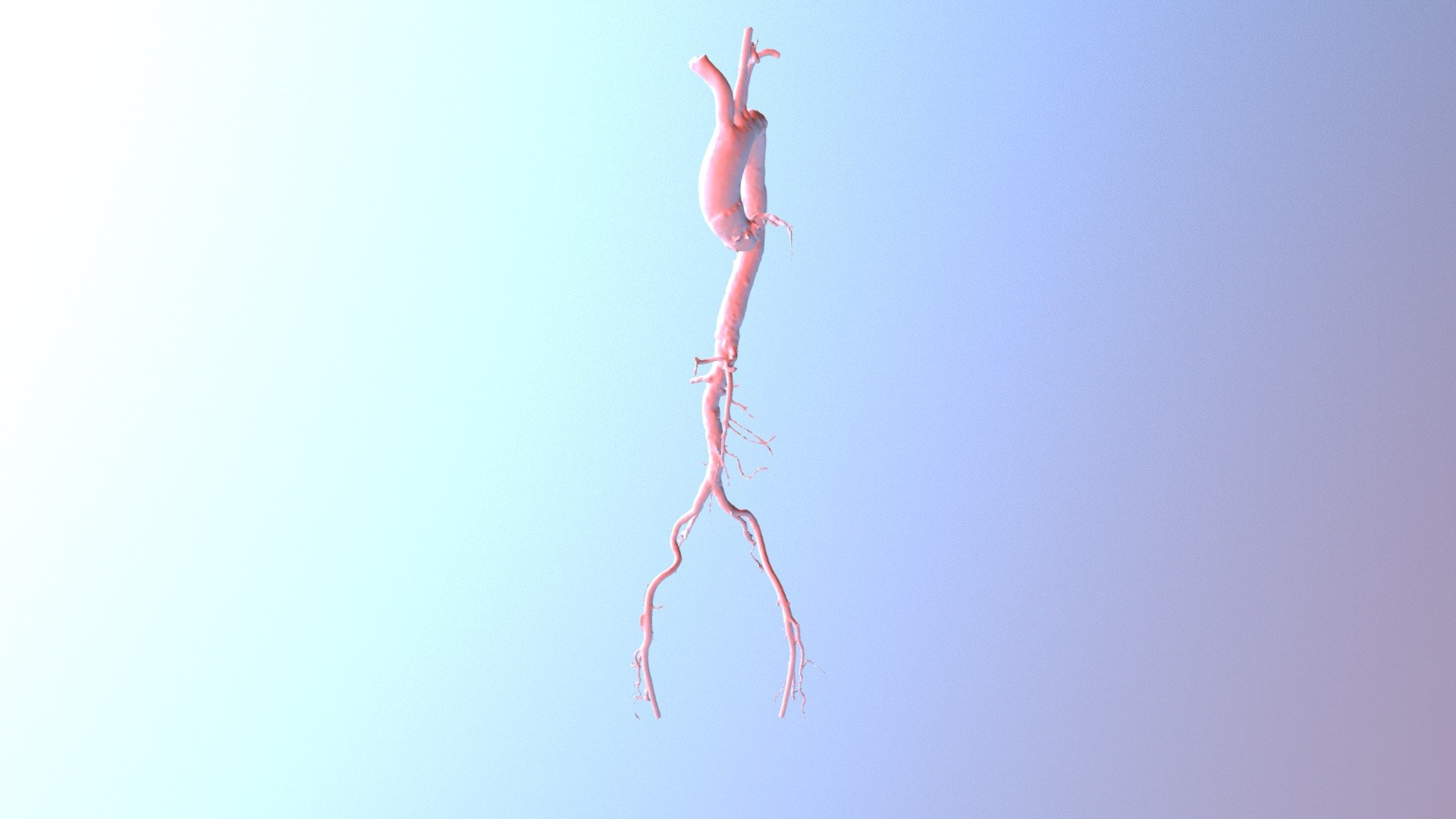 aorta reconstruction - 3D model by jame1103 [7cee075] - Sketchfab