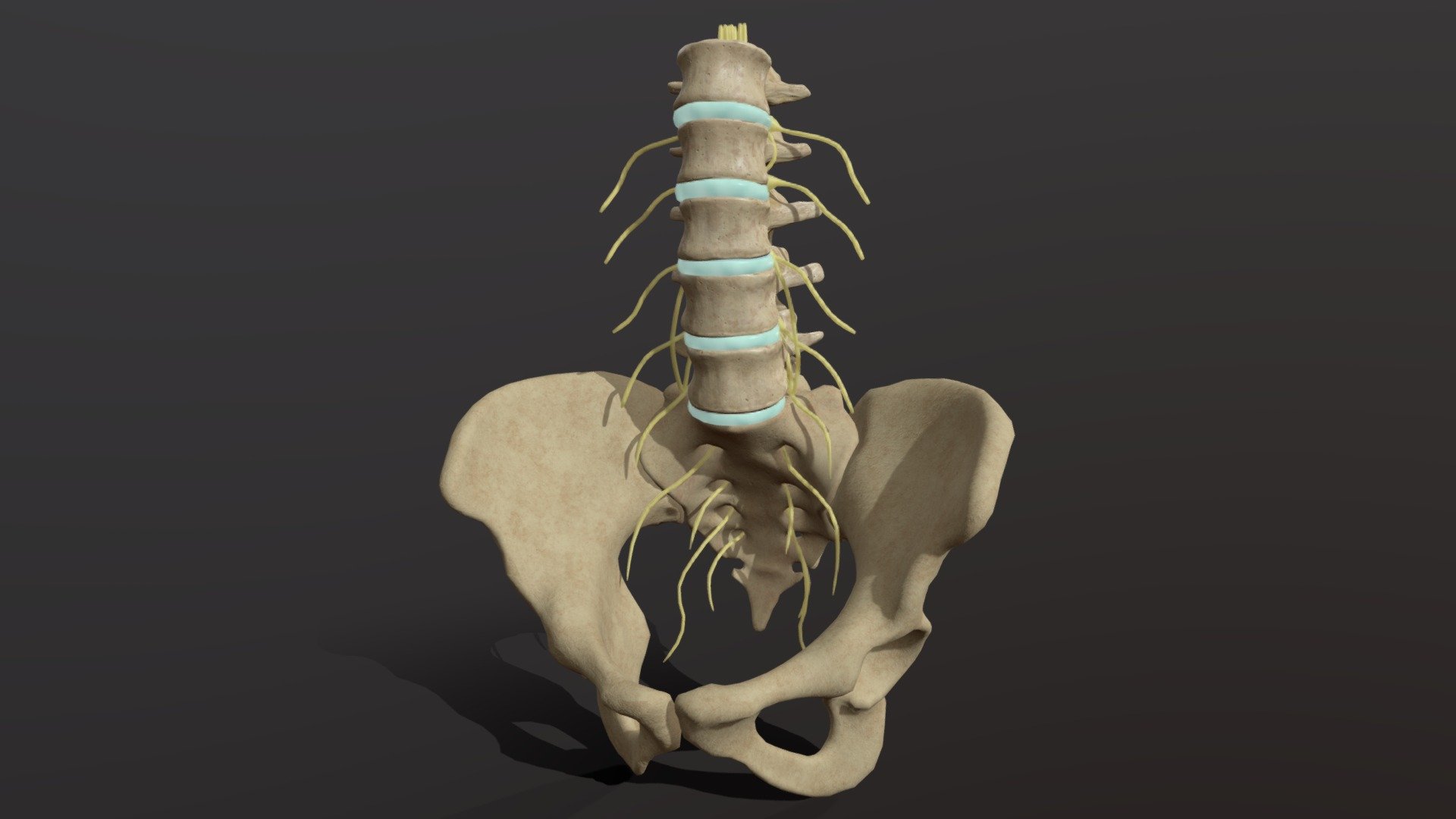Spine - 3D model by Mónica Guzmán (@monicaguzmanfz) [7cf1ef0] - Sketchfab