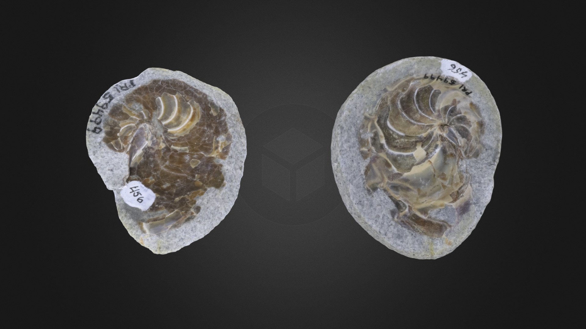Cephalopod: Aturia quartinoi (PRI 59499) - Download Free 3D model by ...
