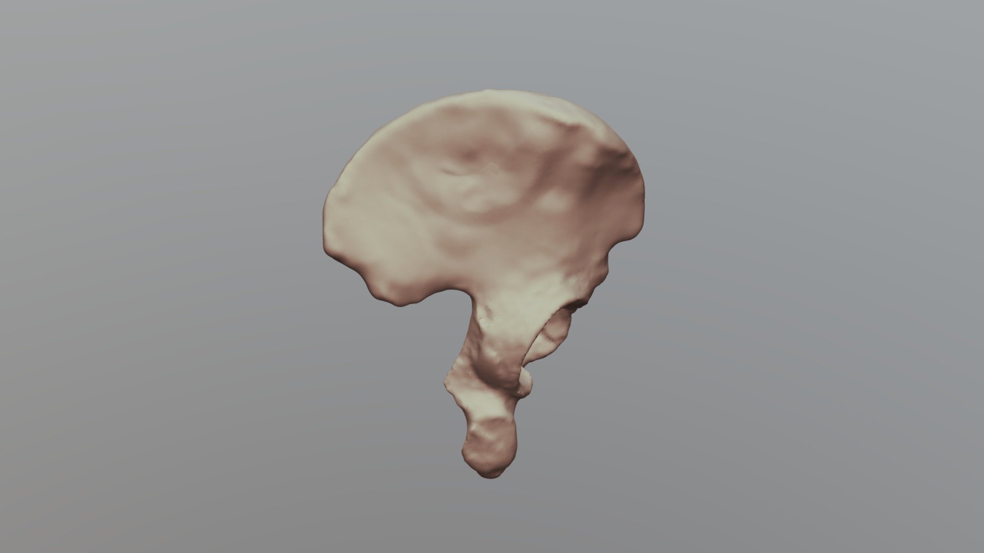 Human Os Coxae - 3D model by OU Libraries (@libedge) [7cf5a22] - Sketchfab
