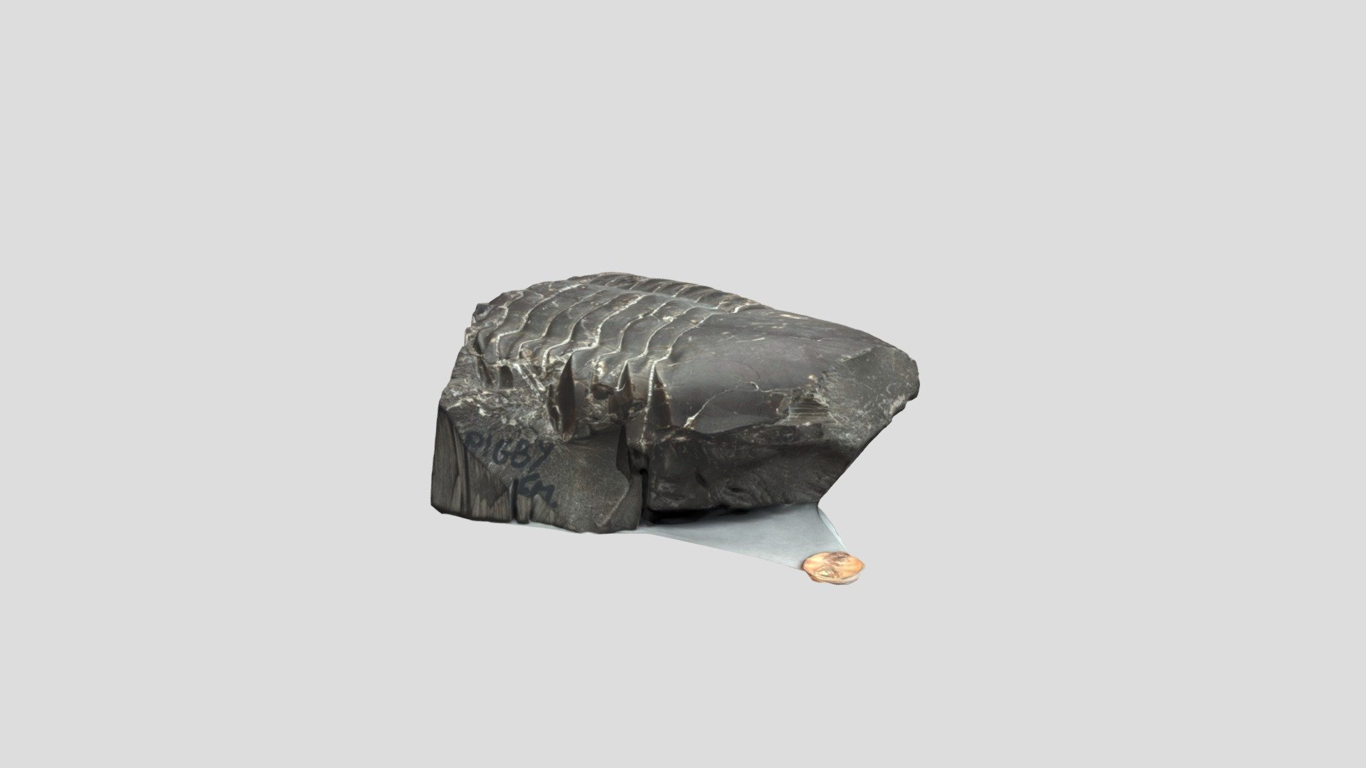Isotelus gigas - 3D model by Luisf51 [7cf8be6] - Sketchfab