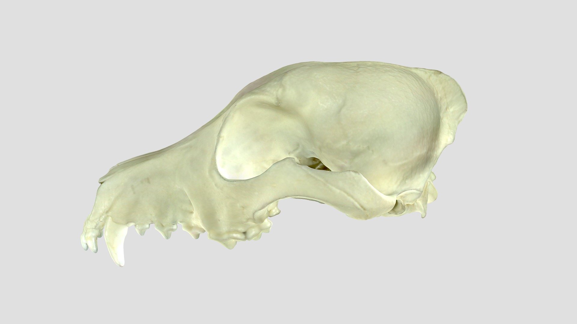 Canine Cranium - Dachshund Annotated - Bones - 3D model by rvcanatomy ...
