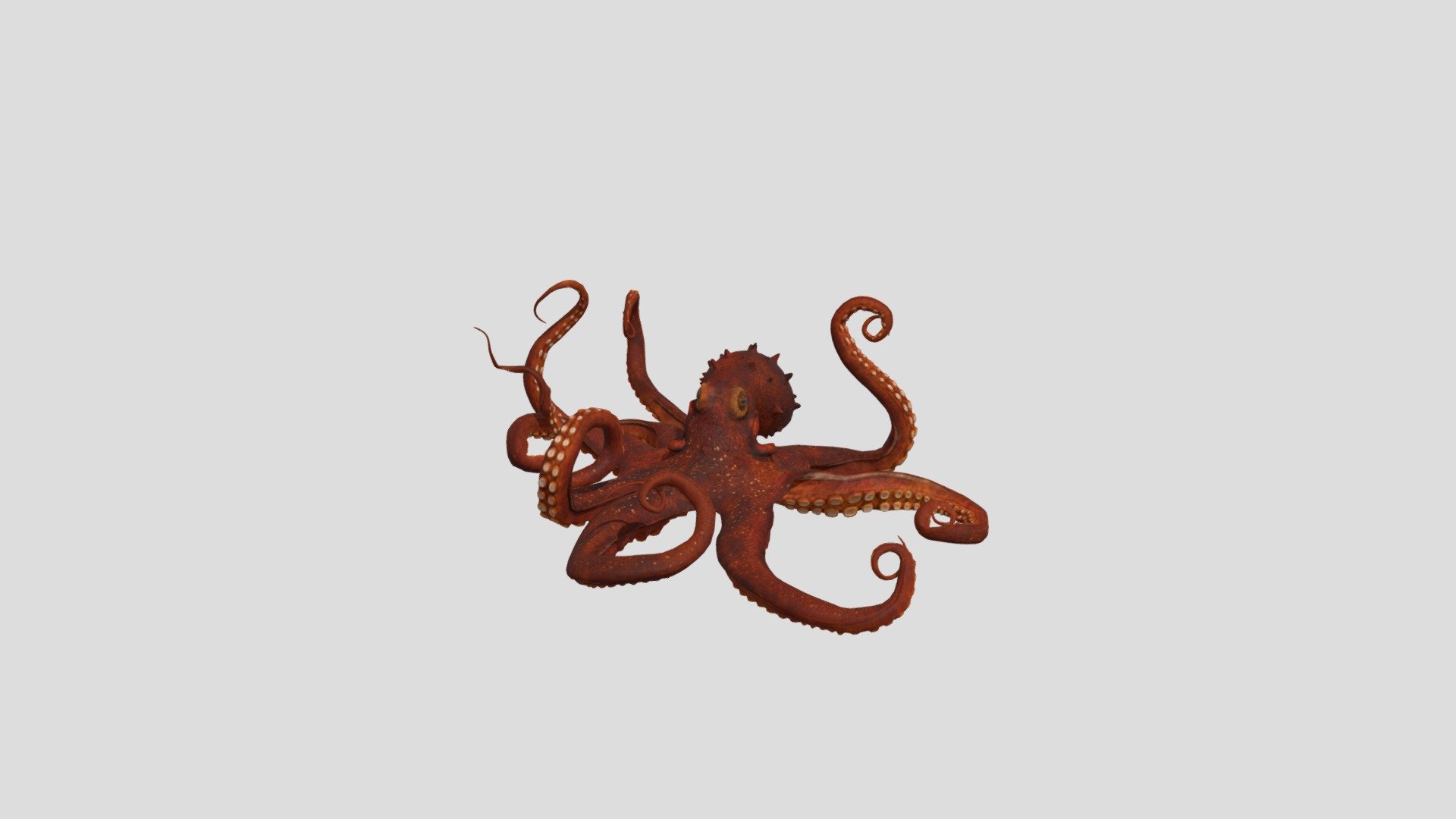 octopus - 3D model by ricardganteng324 [7cfc080] - Sketchfab