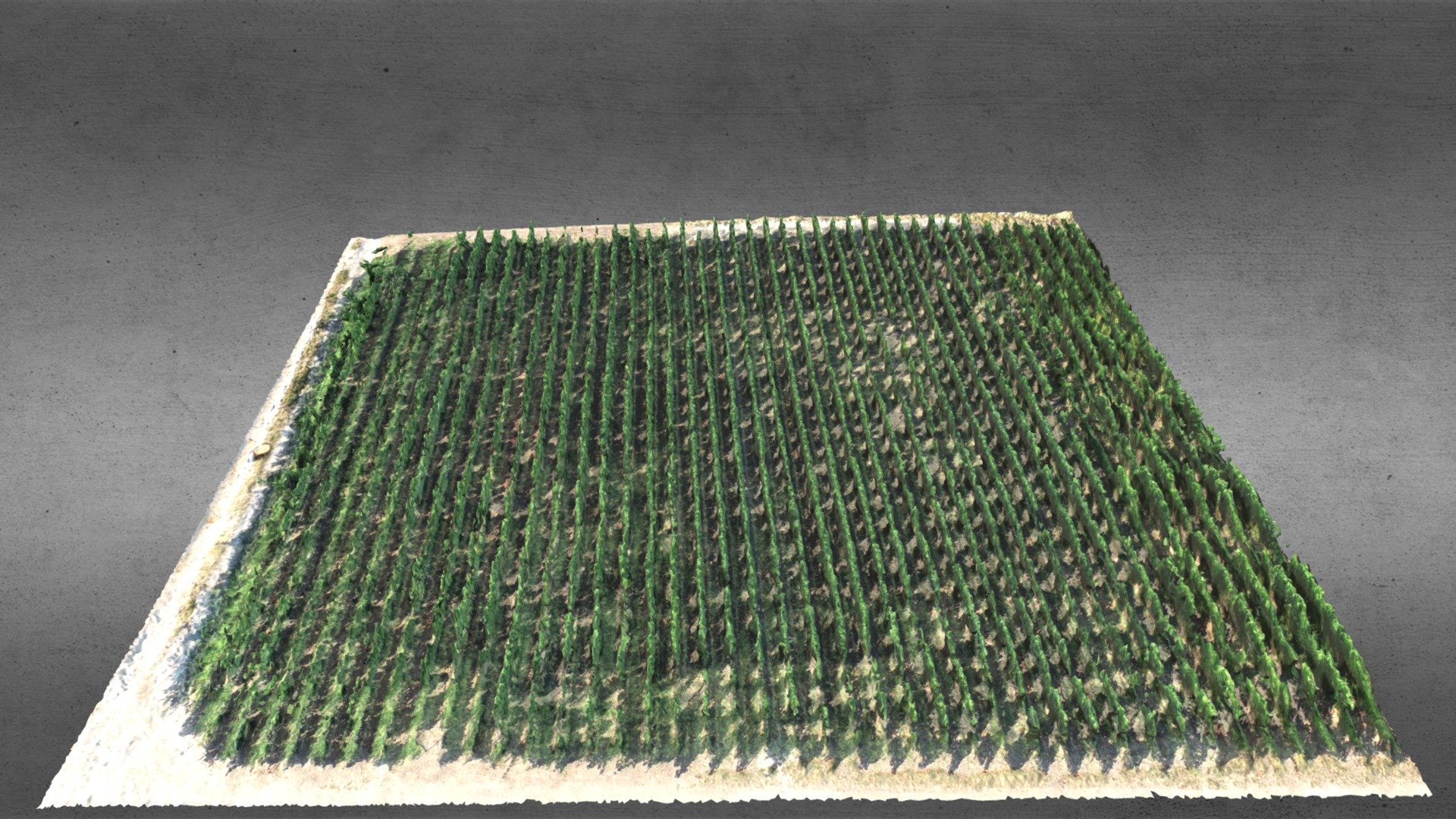 Vigne Champenoise - Download Free 3D model by GuillaumeGauthier ...