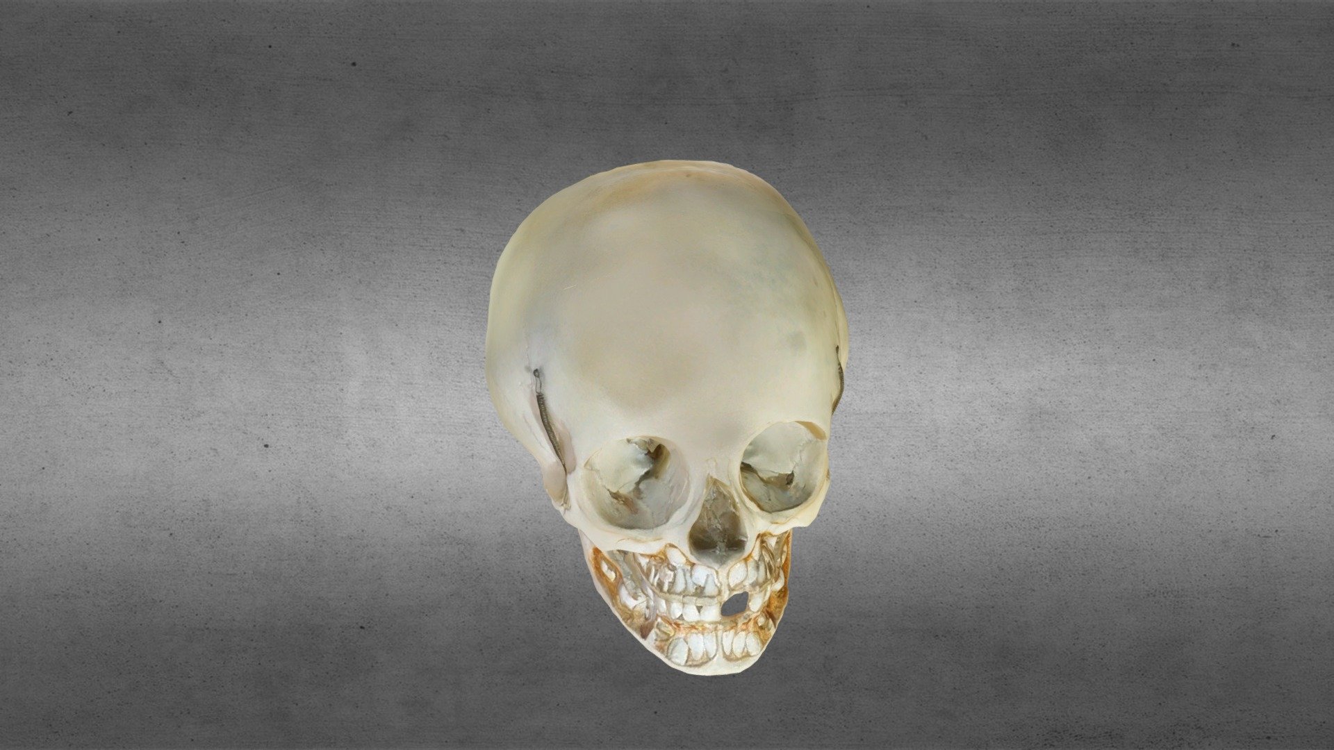 Child's skull / bērna galvaskauss - 3D model by RSU_Anatomy_Museum ...