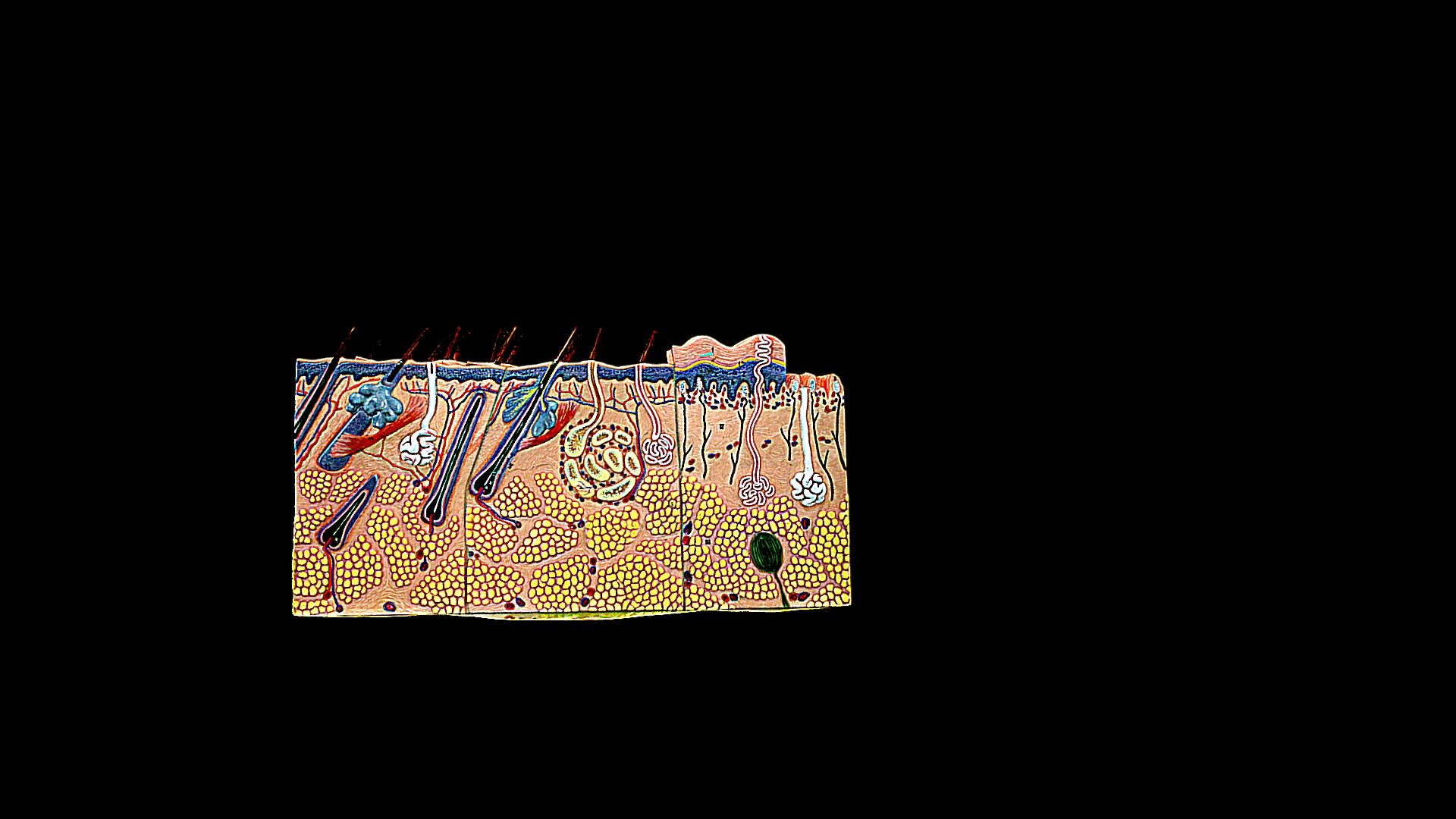 Skin.ply - 3D model by tkanan [7d0aa60] - Sketchfab