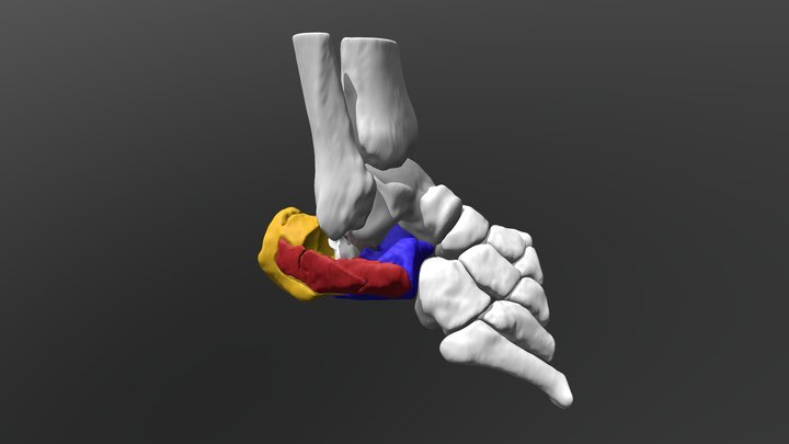 Talus 3D models - Sketchfab