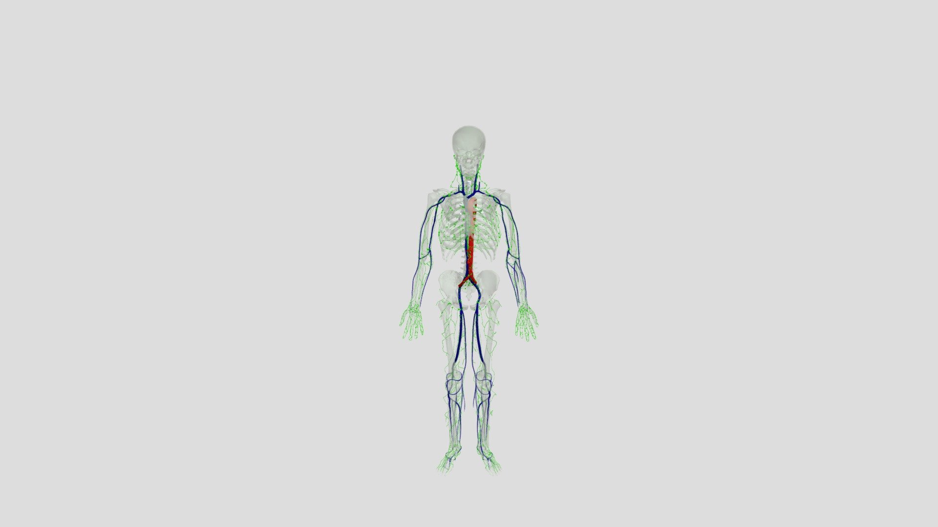 Lymphatic_system_an_overview - Download Free 3D model by paolo.voci ...