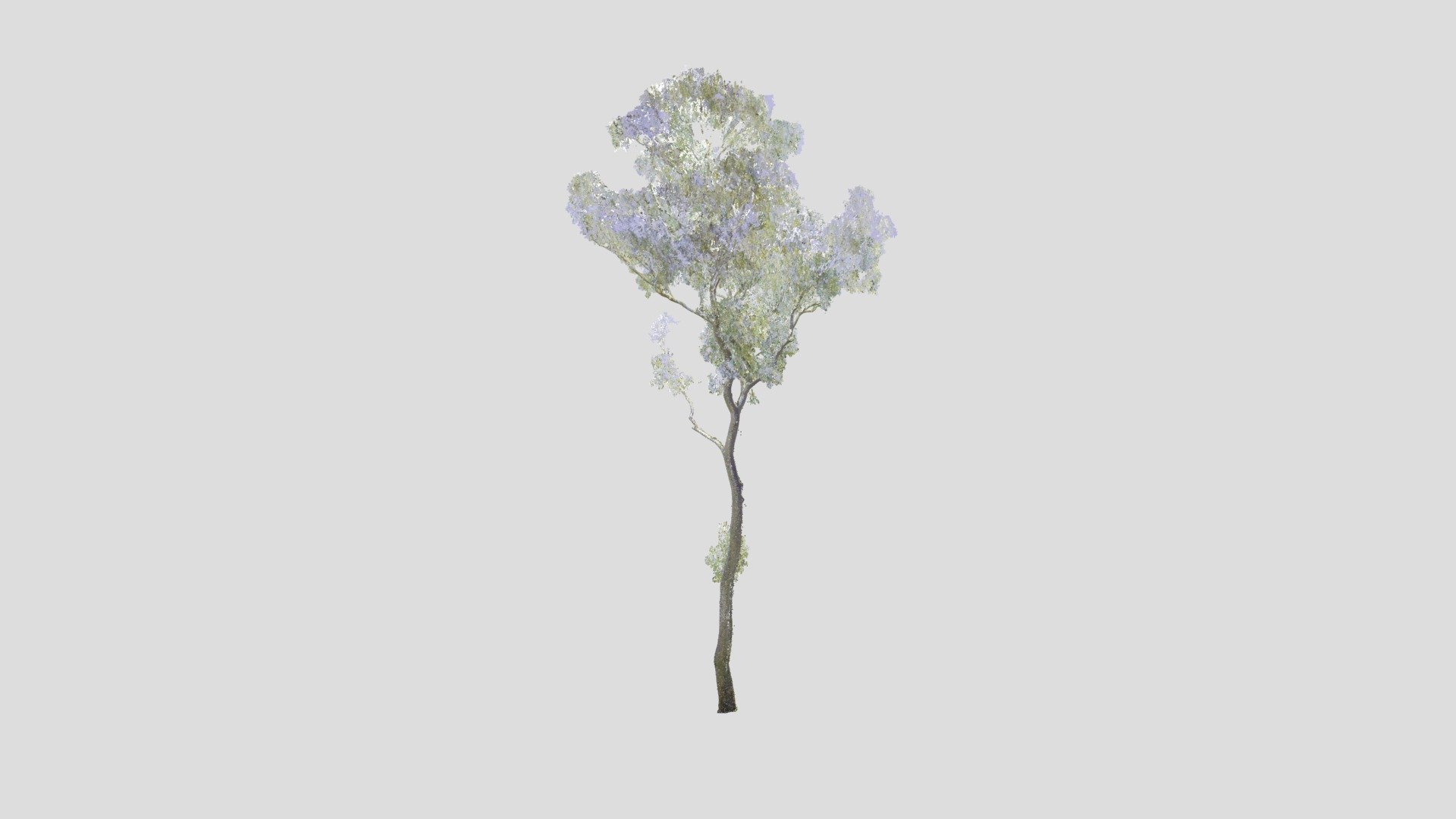Tree Point Cloud - Buy Royalty Free 3D model by magnum_opus (@tree ...
