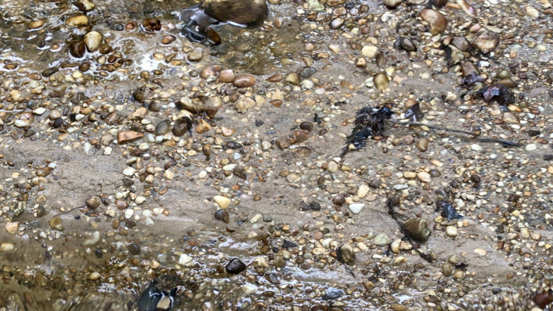 Stream bed - Download Free 3D model by Terrie (@terrielsimmons ...