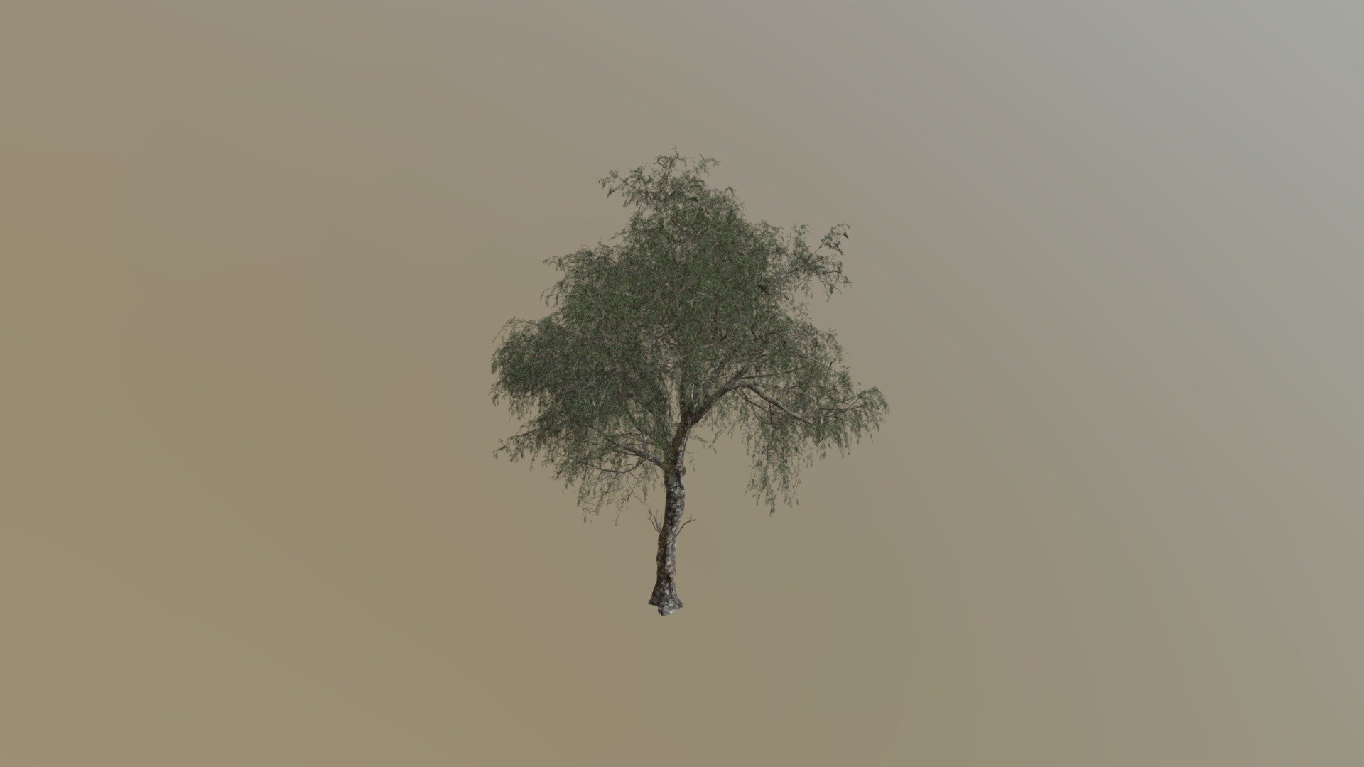 Ghaf Tree01 - 3D model by cyba [7d28da1] - Sketchfab