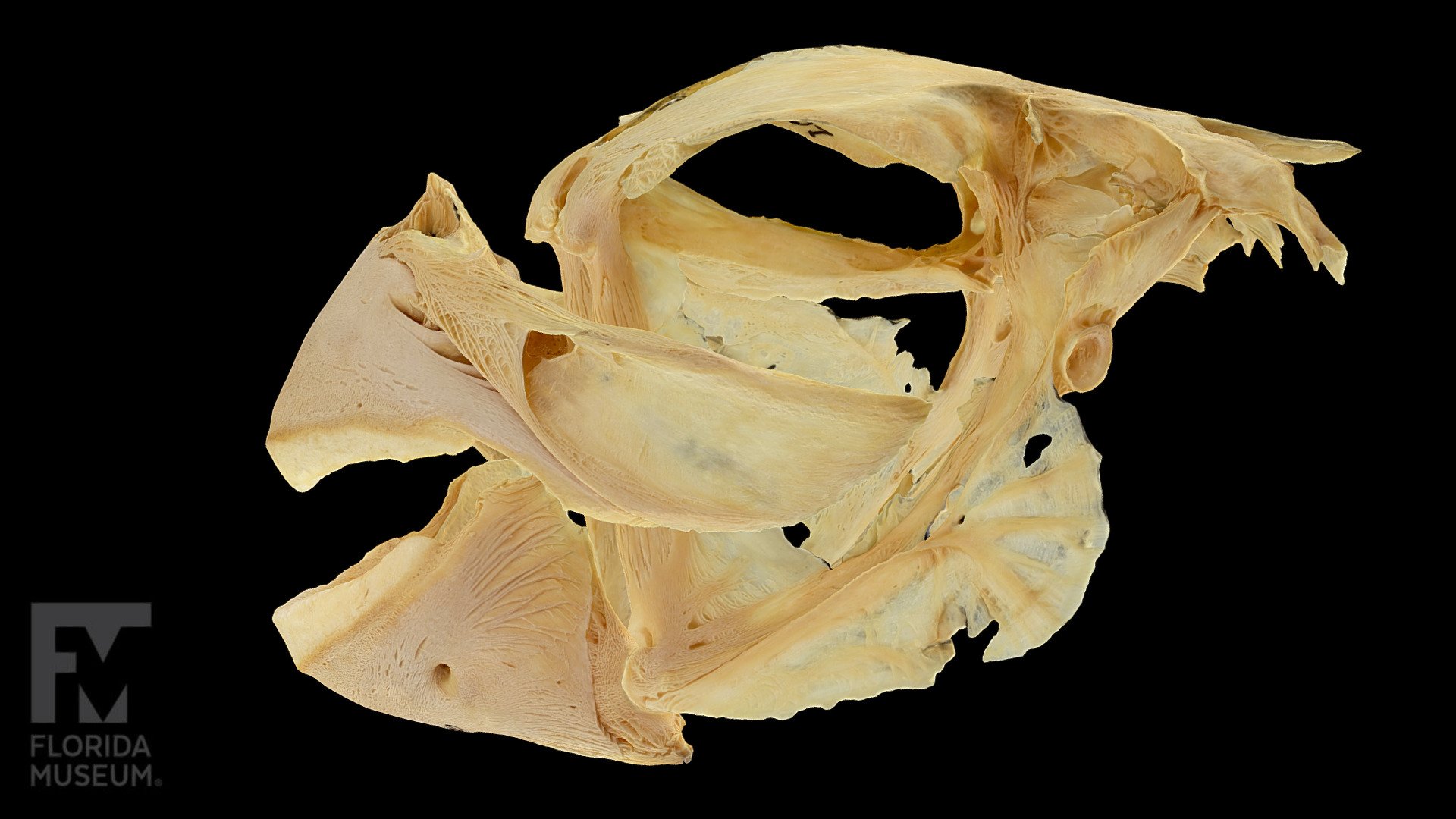 Spot-fin Porcupinefish Skull - 3D model by FloridaMuseum [7d2b3e2 ...