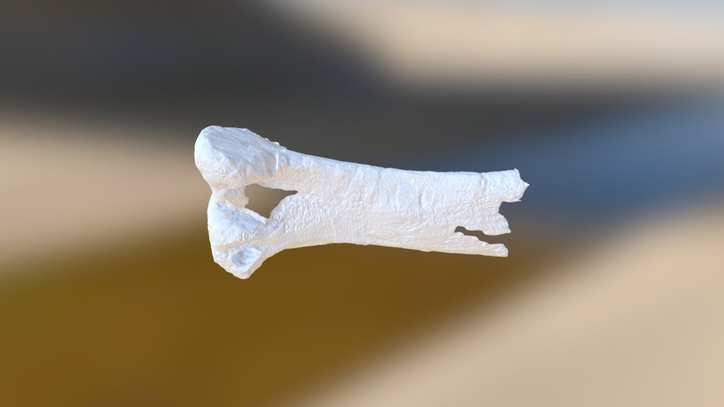 Bone - 3D model by marina.stornell [7d2f705] - Sketchfab