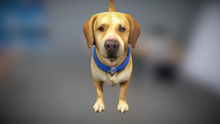 Labrador 3D models - Sketchfab