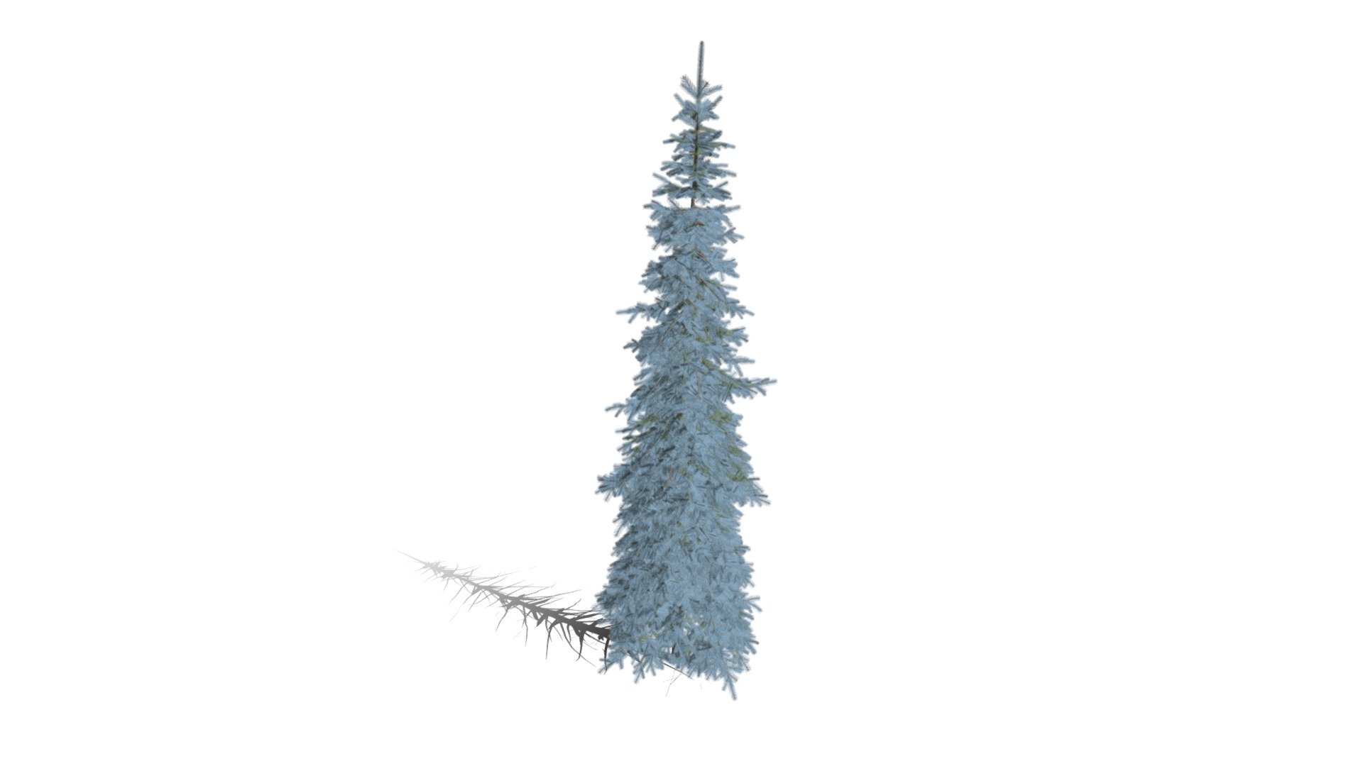 Realistic HD Colorado Blue spruce Koster (8/43) - Download Free 3D ...