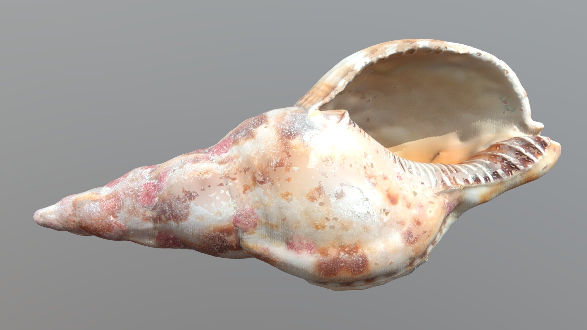 Charonia variegata - 3D model by Hugo.Gutierrez [7d39df9] - Sketchfab