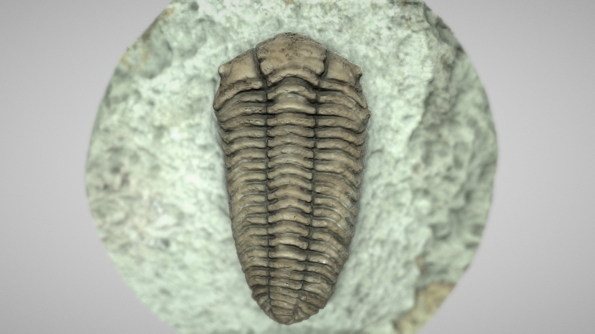 Phacopida, Pliomera fischeri - Download Free 3D model by Geoscience ...