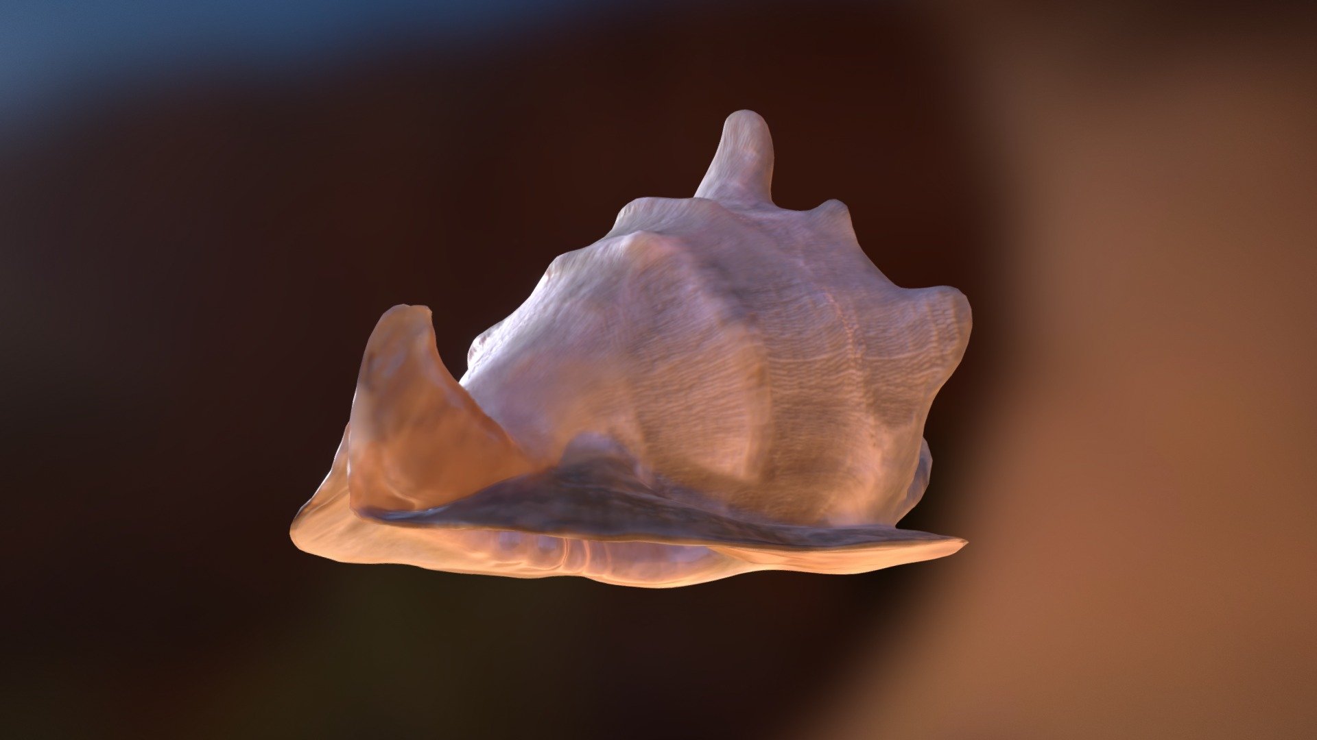 Shell - 3D Model Photogrammetry - 3D model by katarinamarkovic [7d42023 ...