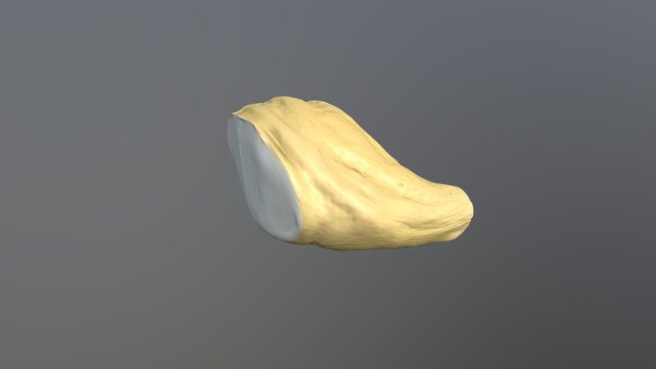 Navicular_bone 3D models - Sketchfab