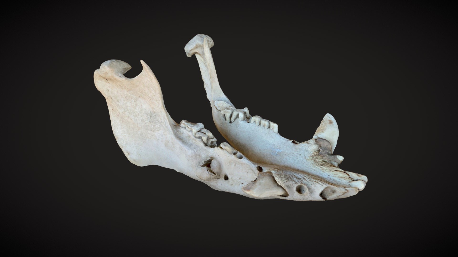 Wild Boar Mandible - Download Free 3D model by jlf_illustration ...