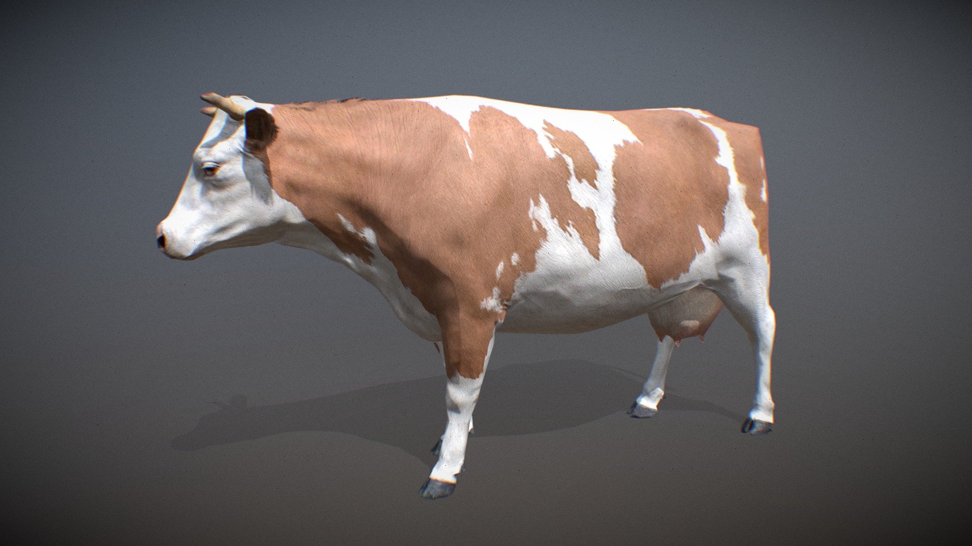 Animalia - Cow (female) - 3D model by GiM (@GamesInMotion) [7d49876 ...