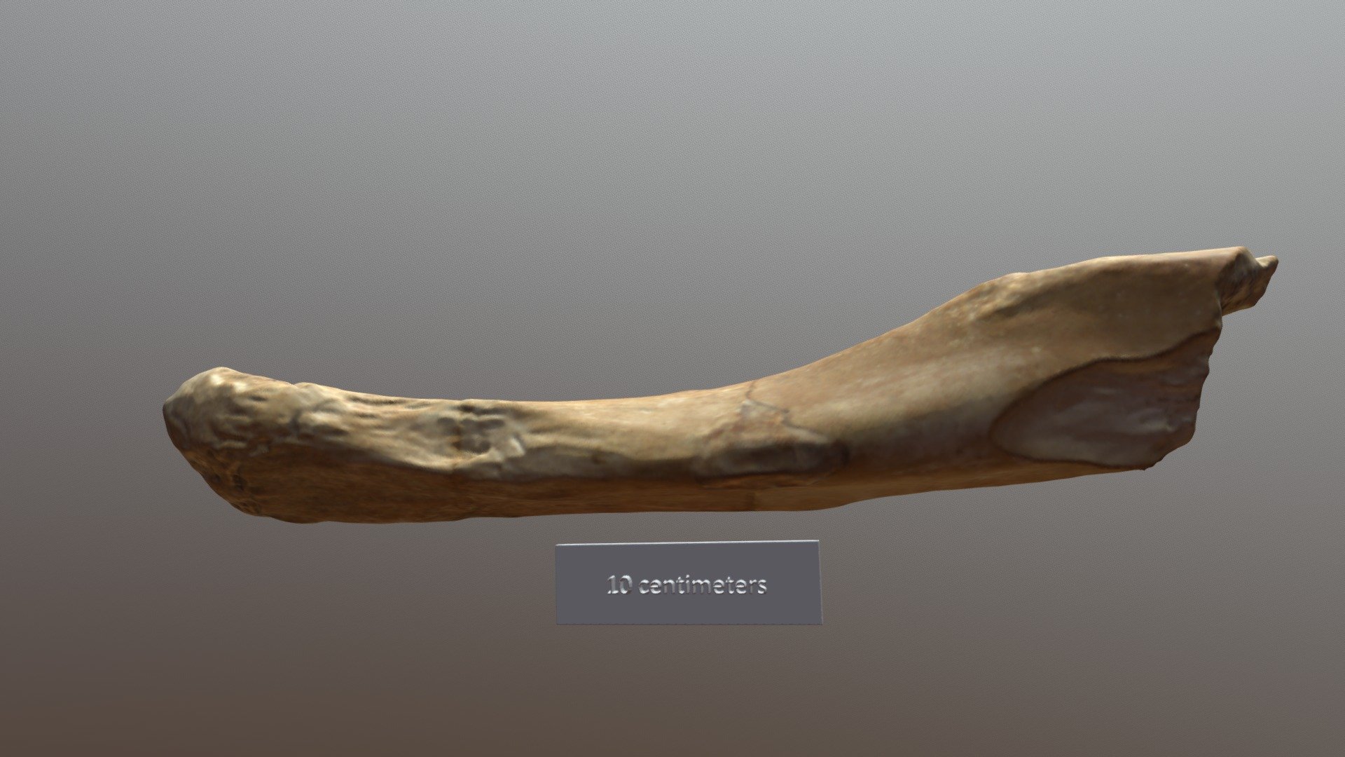 Mastodon Rib (VCU_3D_3754) - 3D model by Virtual Curation Lab ...