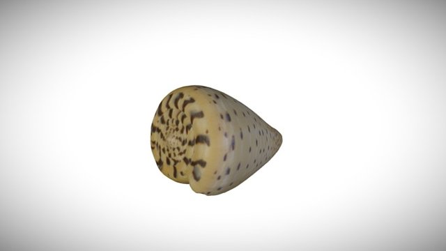 Cone-snail 3D models - Sketchfab