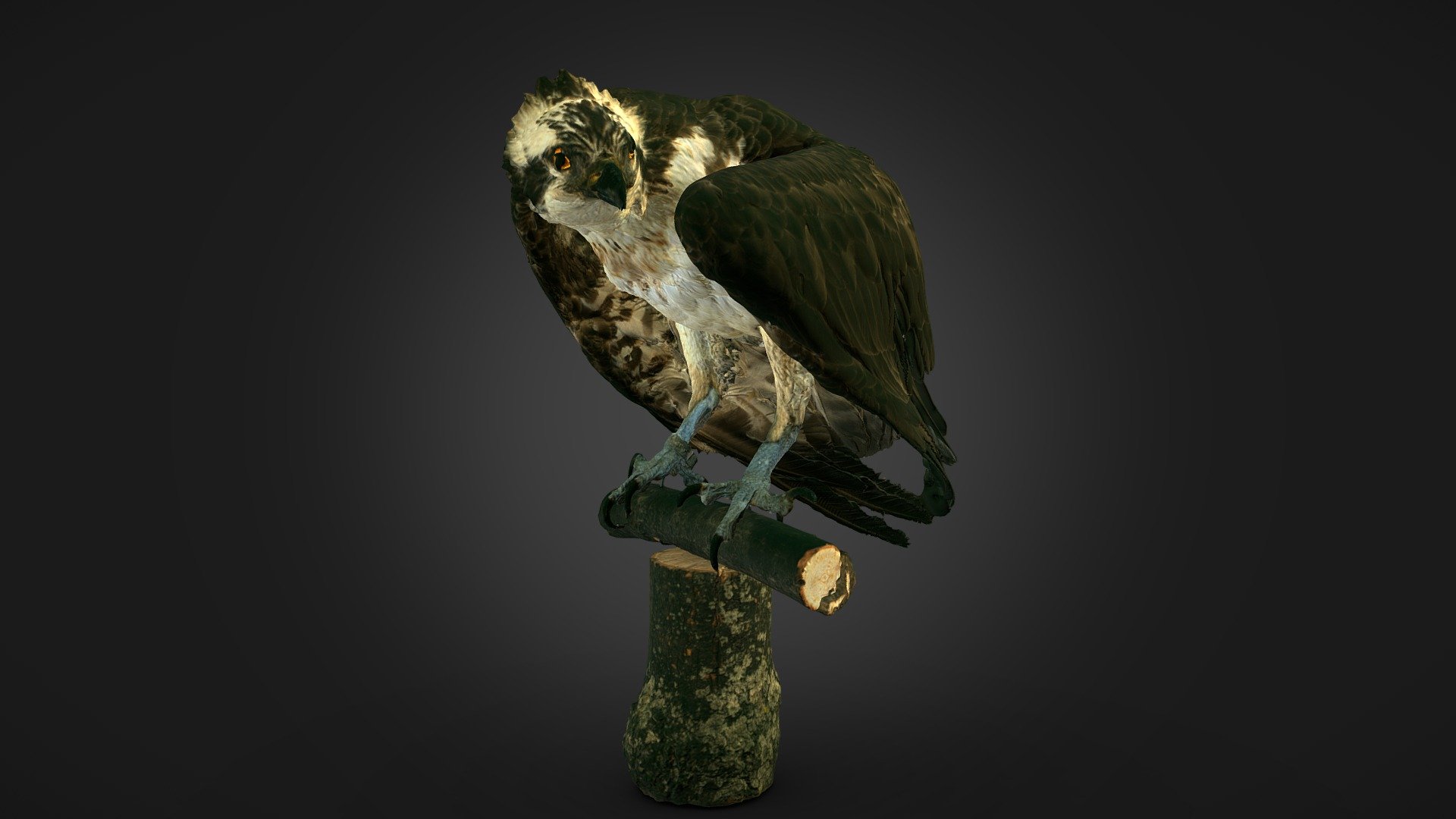 Sas - 3D model by MuseuMap [7d58f92] - Sketchfab