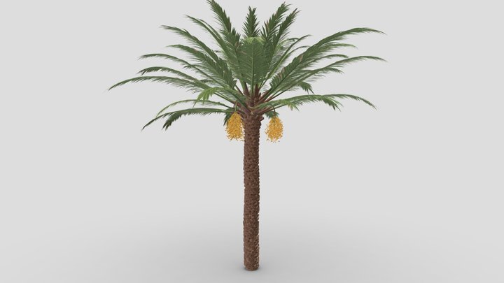 Date-tree 3D models - Sketchfab