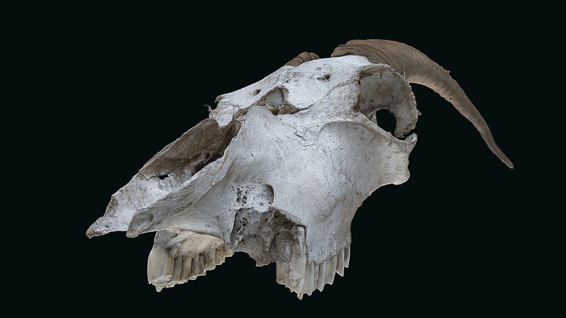 Aries skull photogrammetry - Buy Royalty Free 3D model by Saulius.Zaura ...