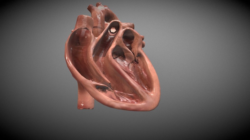 Human Heart - 3D model by Osmium [7d63a3e] - Sketchfab
