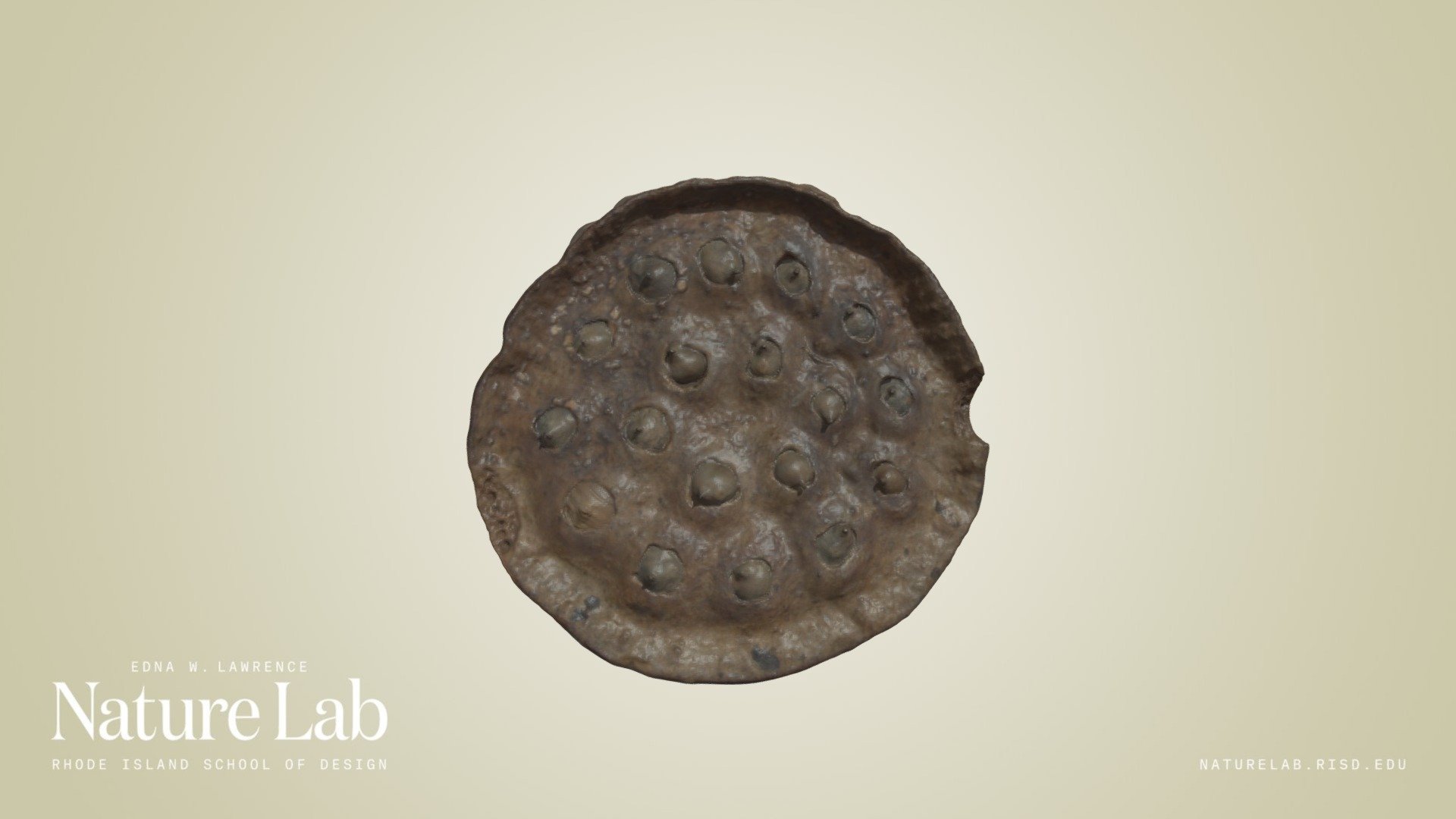 Lotus Seed Pod - Download Free 3D model by RISD Nature Lab ...