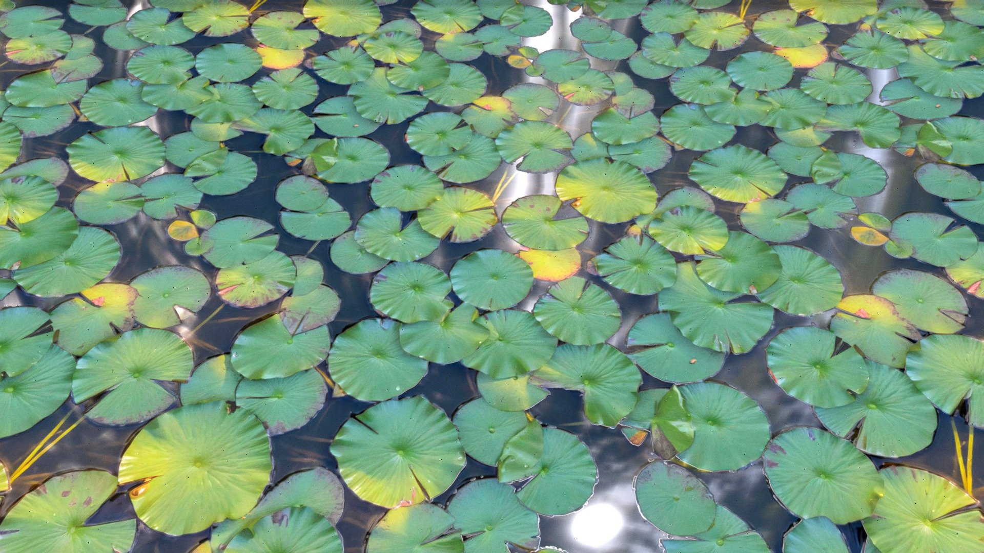Texture of water lilies - Nenúfares - Download Free 3D model by Tijerín ...