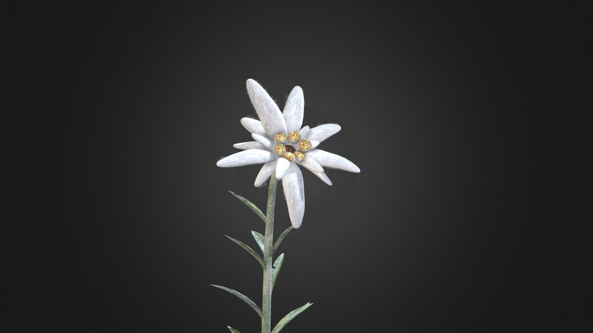 Flower_Sketch - 3D model by jinzoquang [7d6d8ee] - Sketchfab