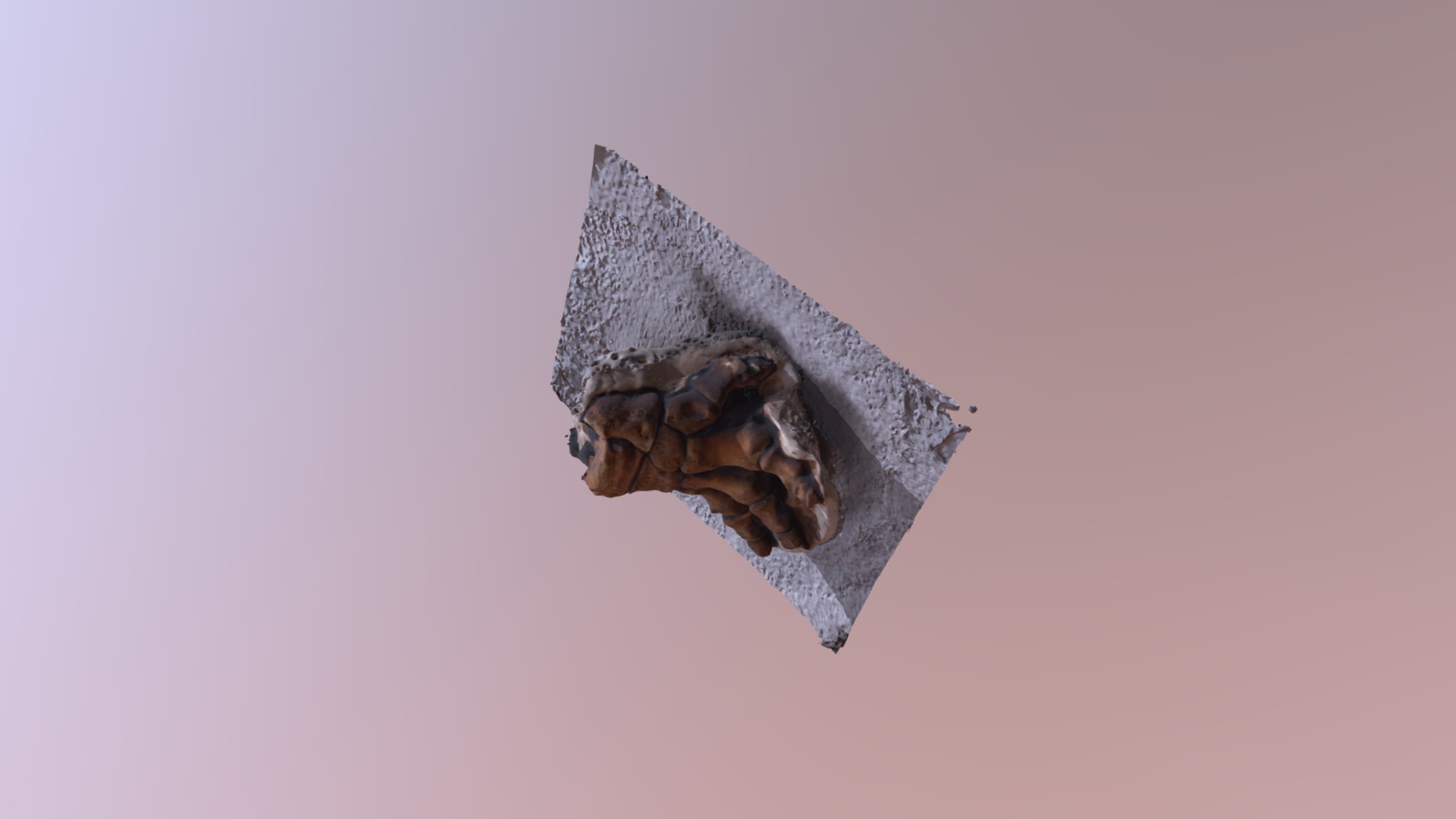 Pygmy Mammoth Foot - 3D model by bledsoead [7d72dbd] - Sketchfab